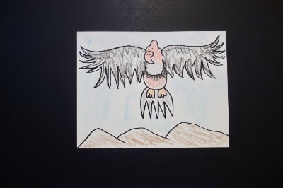 Let's Draw a California Condor!