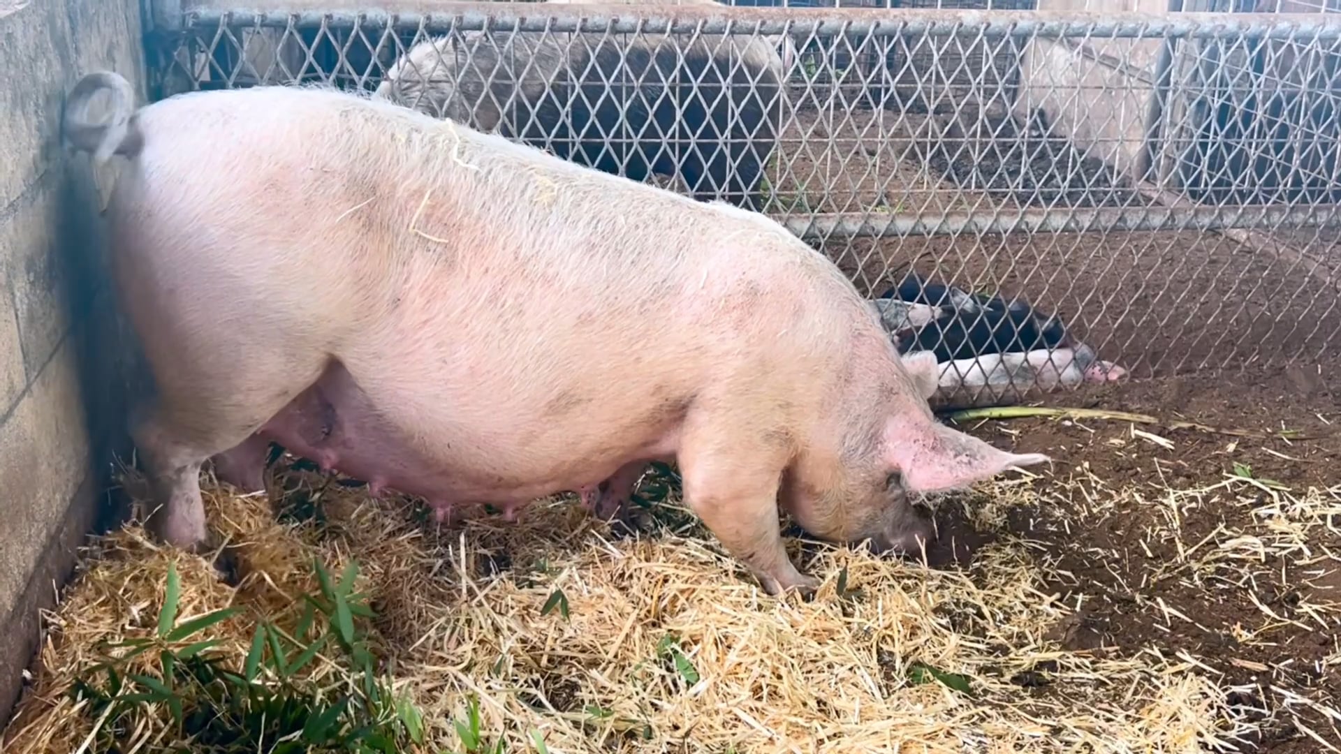 Big Island Hog Farm - Natural Farming, Raising Pigs, Holistic Health