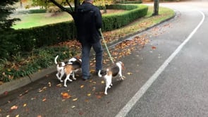 Blue Bridge Dog Training