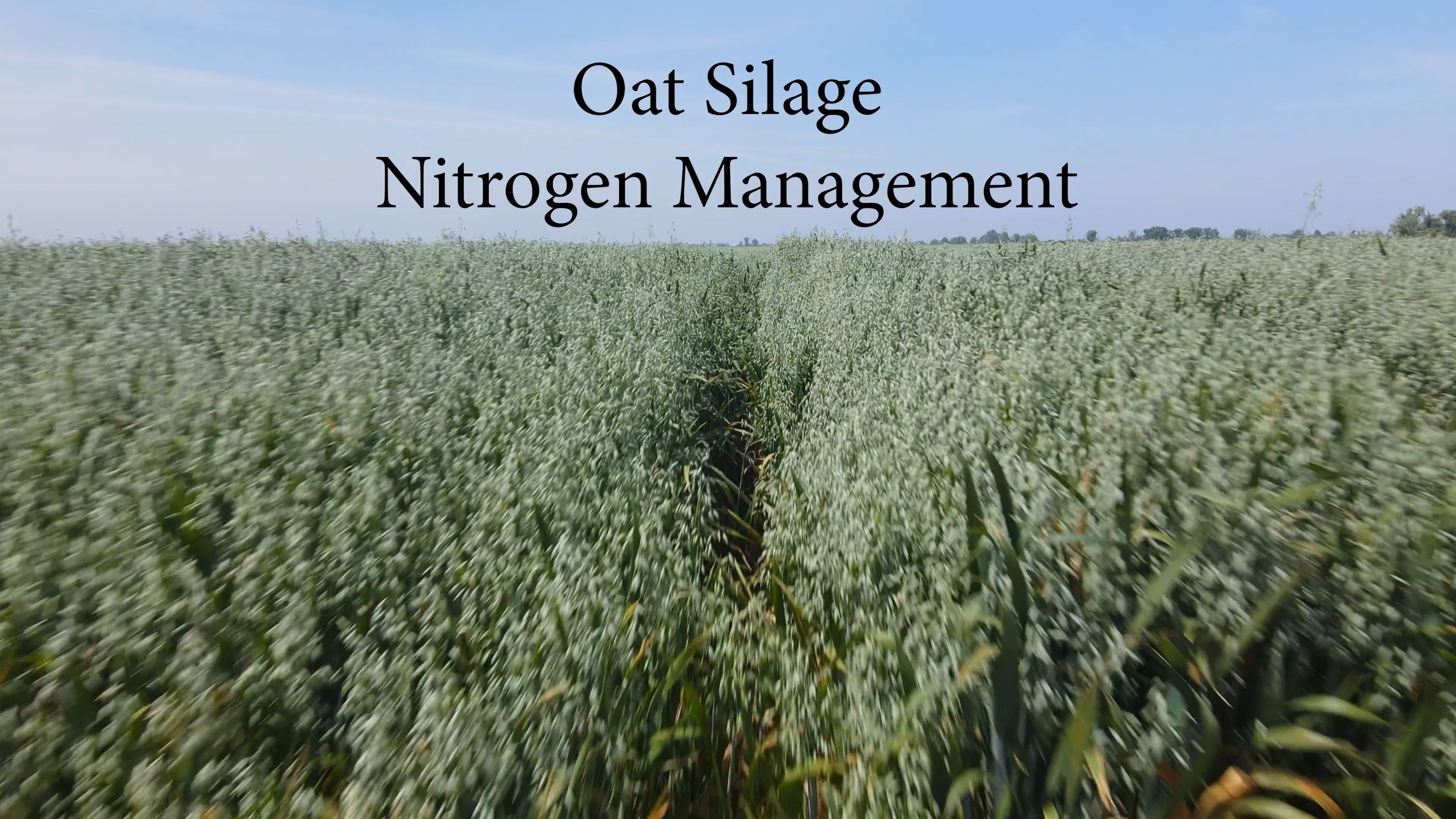 Oat Silage Nitrogen Management Draft 2