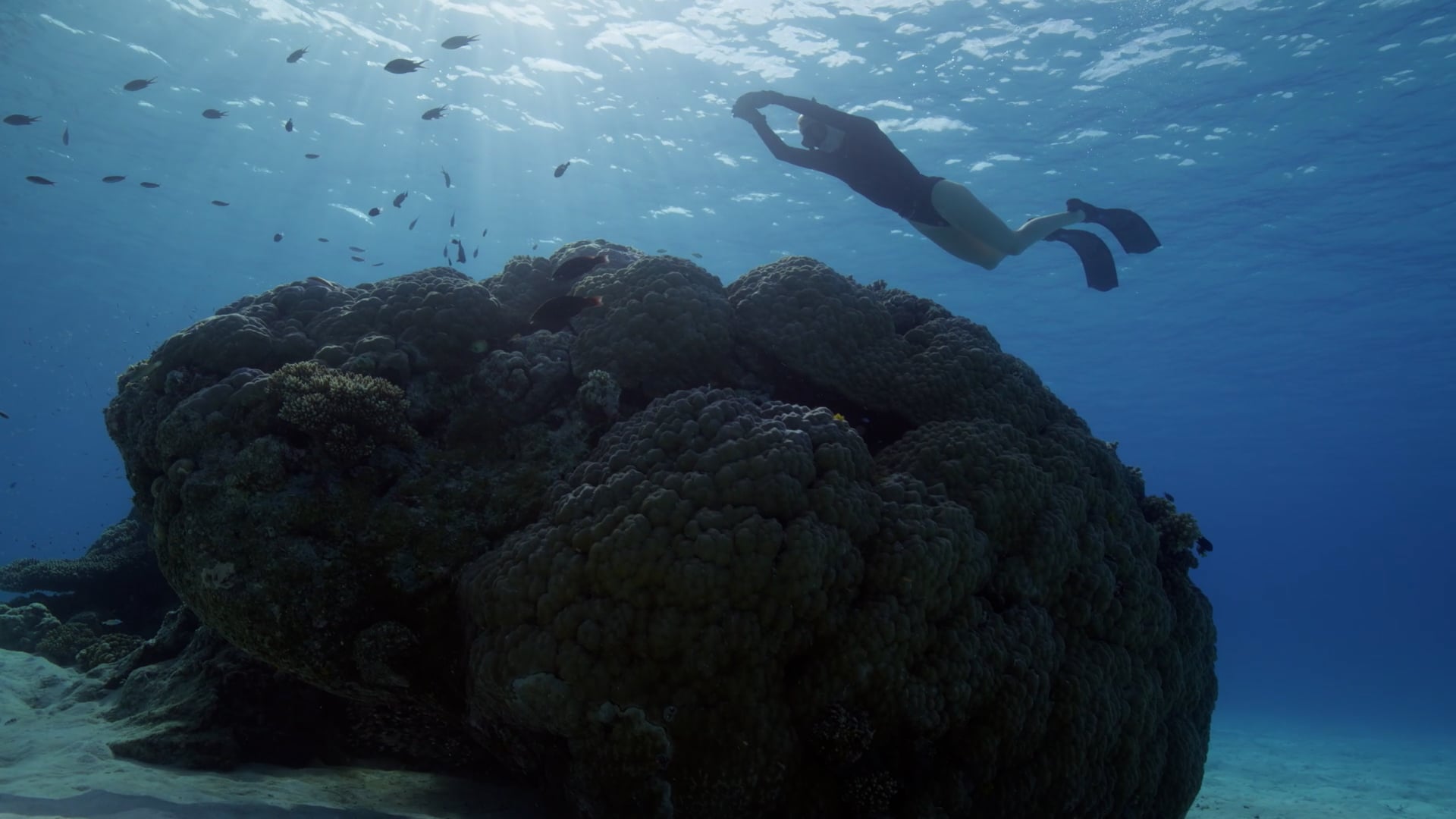 Watch Corals' Last Stand - Private Screenings Online | Vimeo On Demand on Vimeo
