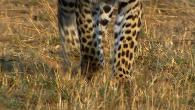 PBS Nature - Revealing The Leopard -…: English ESL video lessons