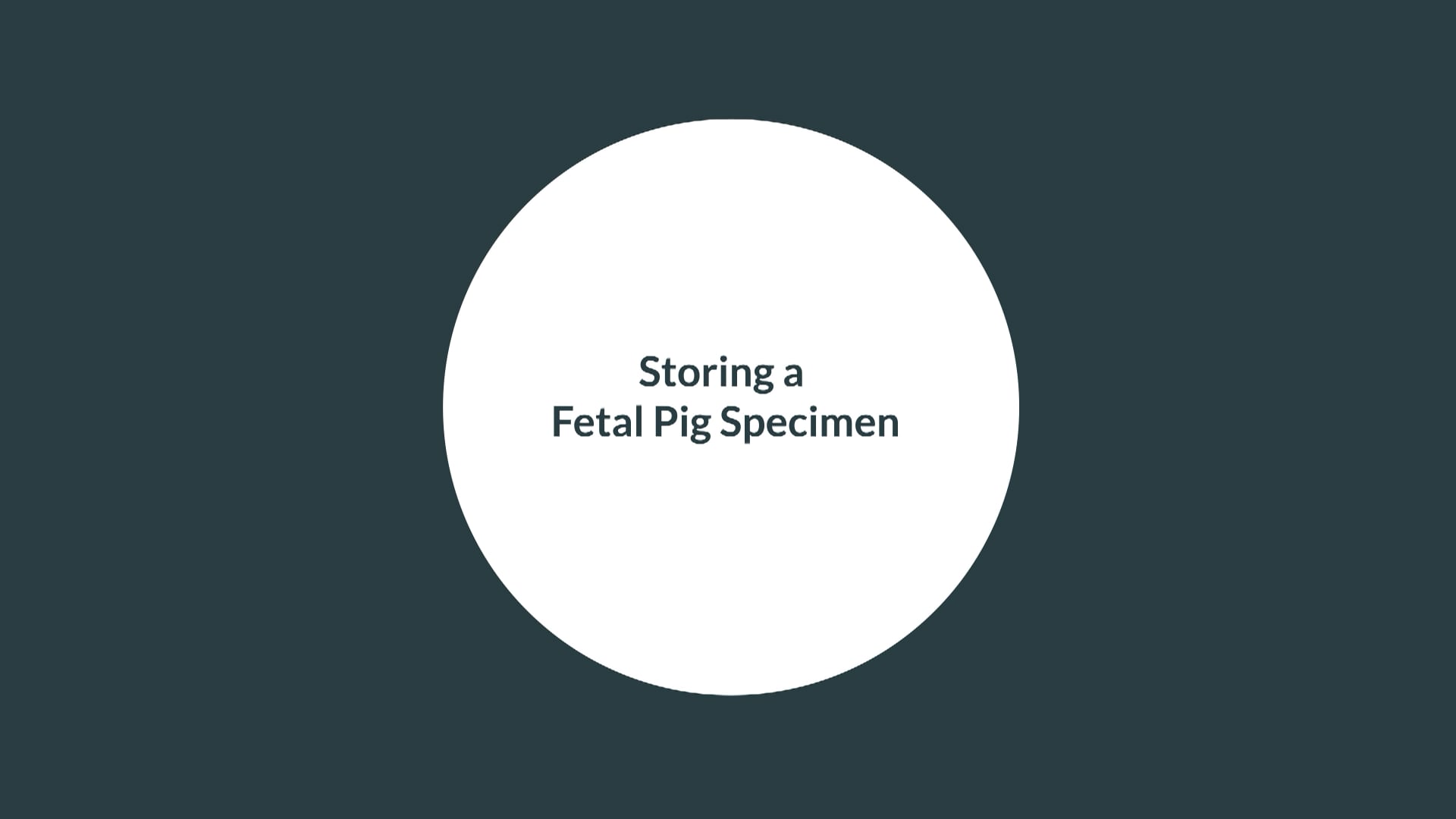 Storing a Fetal Pig Specimen