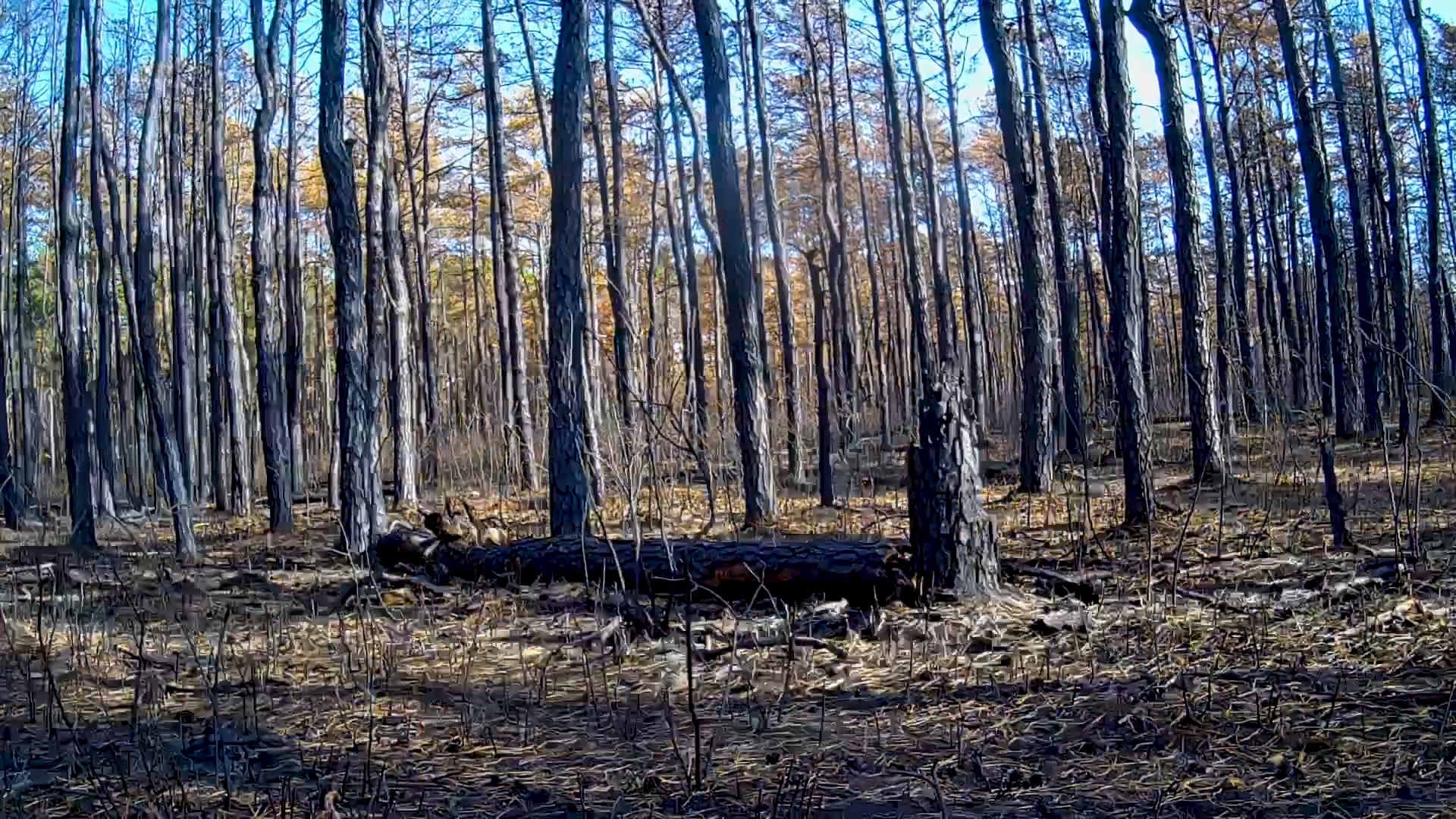 California Branch Regrowth March 25-May 21