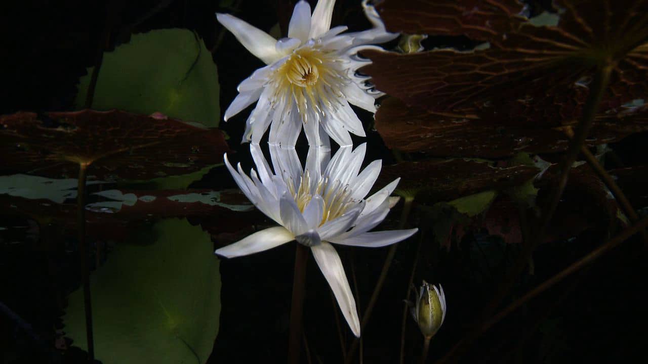 Nicté - Ha on Vimeo