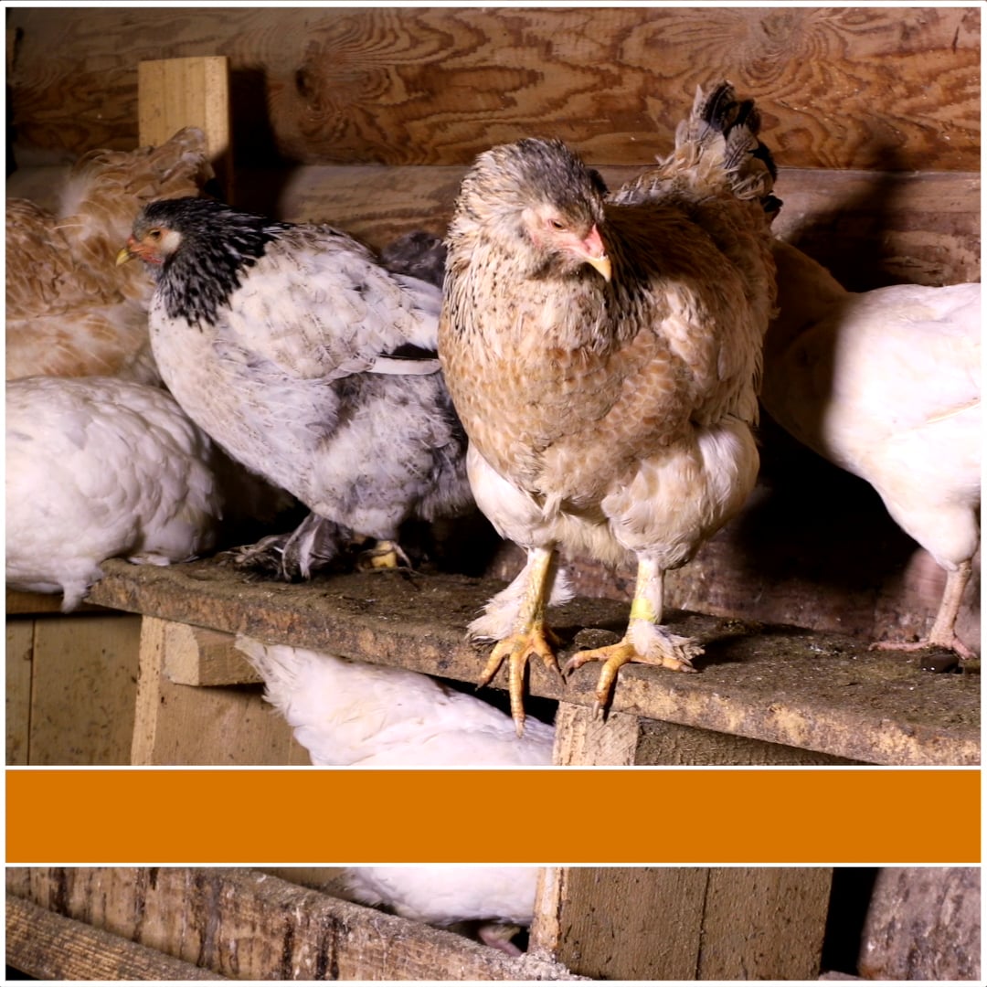 Raise Your Own Chickens