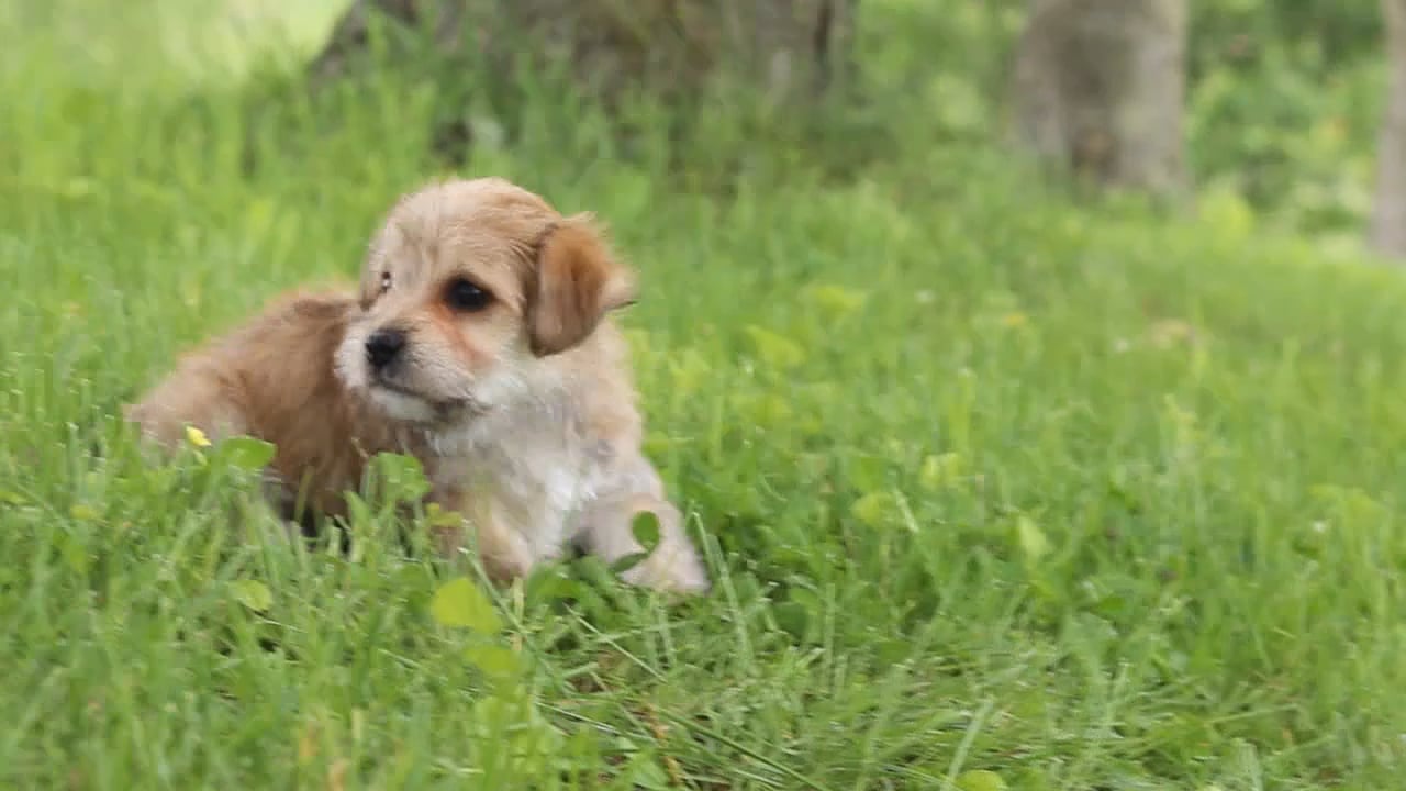 Morkie Yorktese puppy for sale