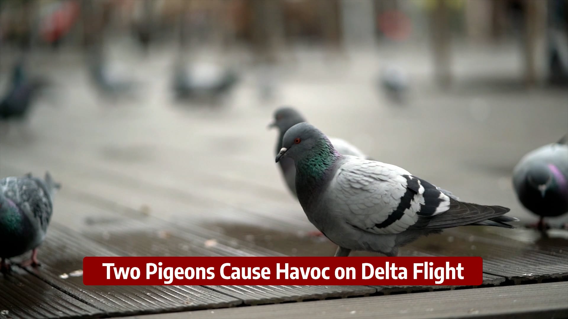 Two Pigeons Cause Havoc on Delta Flight
