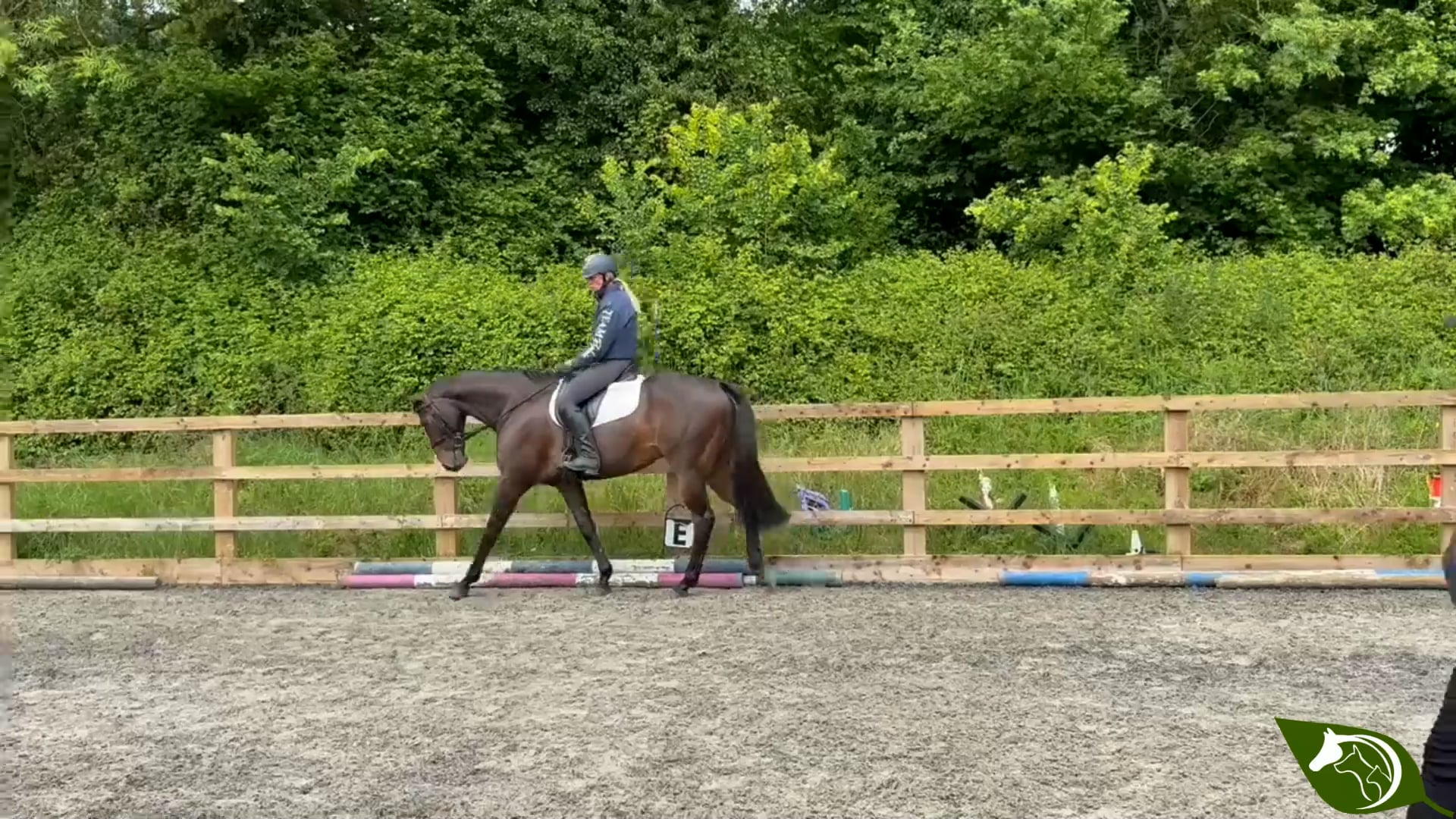 Snaffles shoulder fore and canter Tutorial