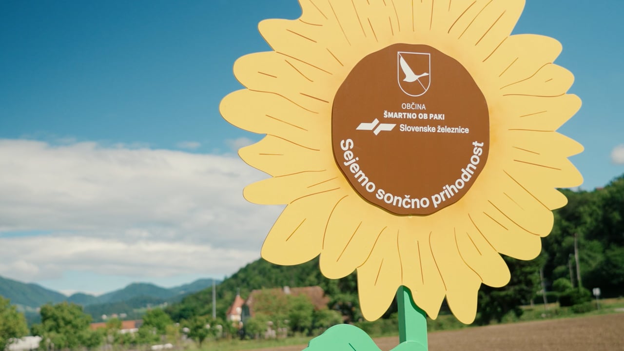 Sončnice ob železnici zacvetele po vsej Sloveniji - Siol.net VideoS.pot