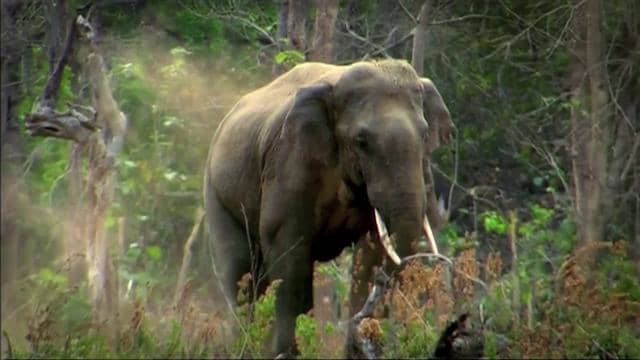 Russian: Elephants Never Forget on Vimeo