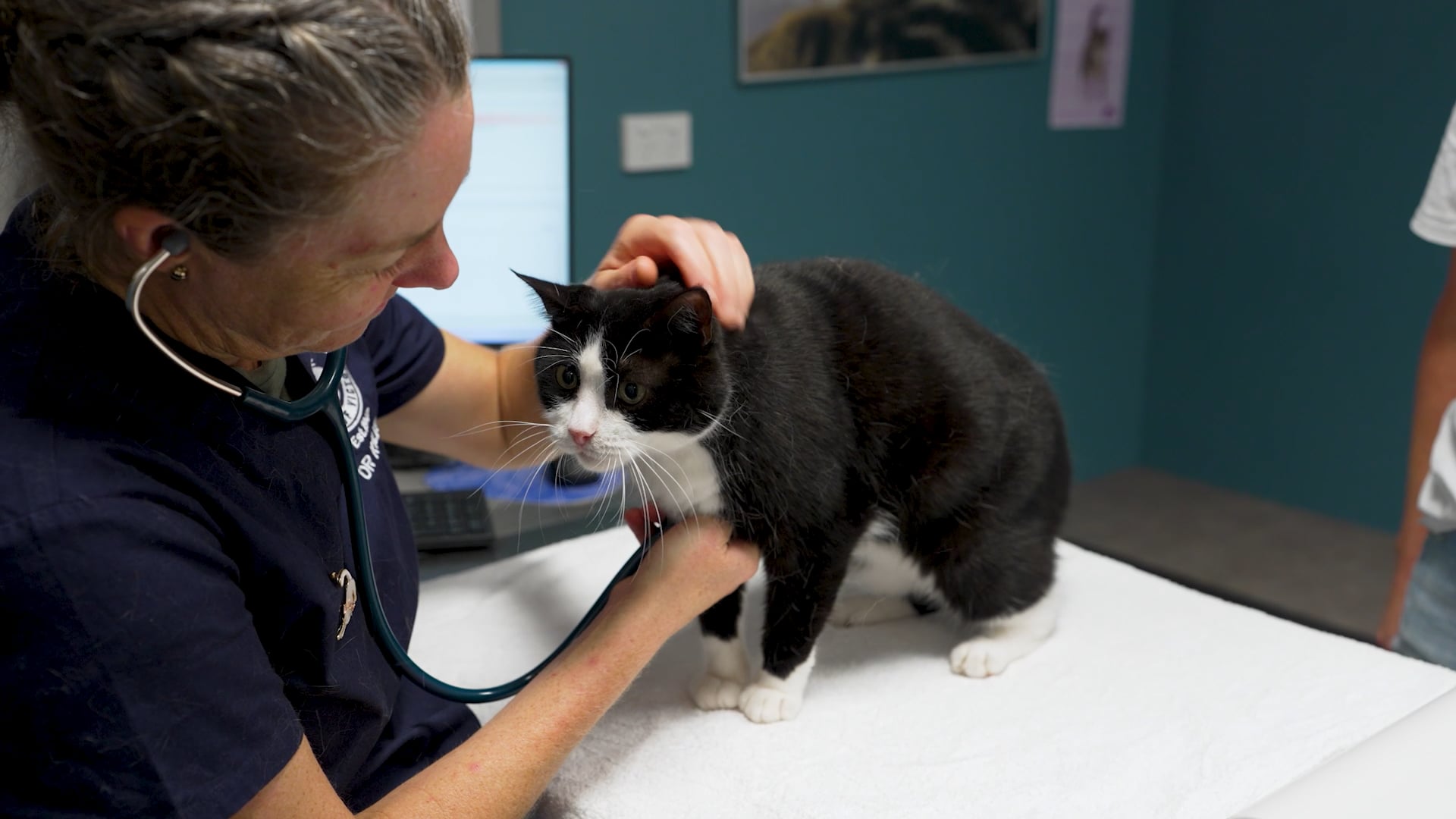 Welcome to Our Cat Friendly, Cat Only Vet Clinic | The Cat Protection ...