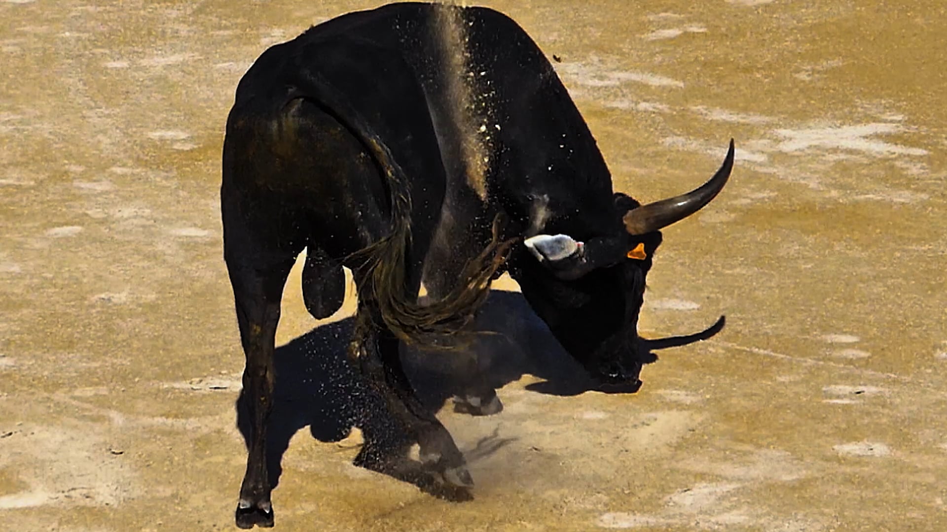 Running of the Bulls_EN Sub