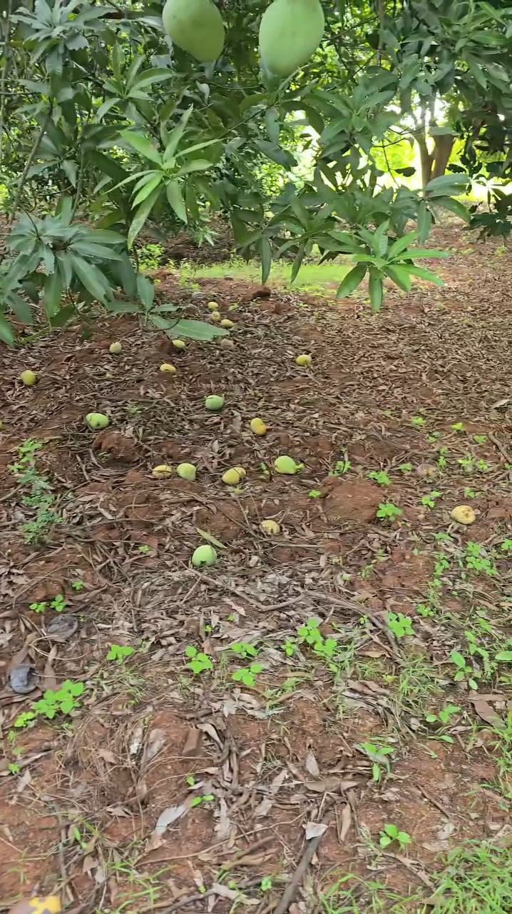 Our mango farm in Bangladesh