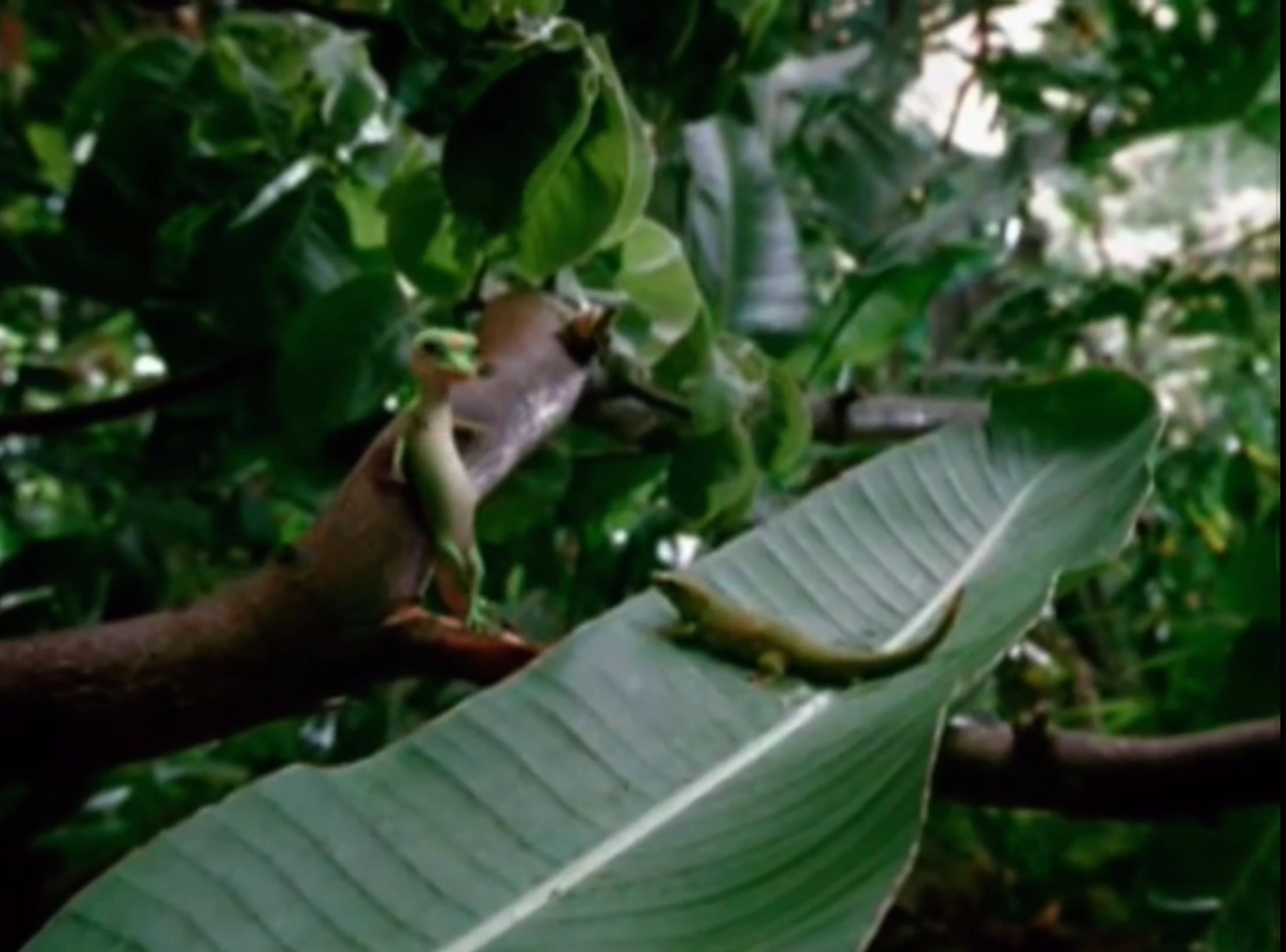 GEICO Gecko-Invitation (2005)