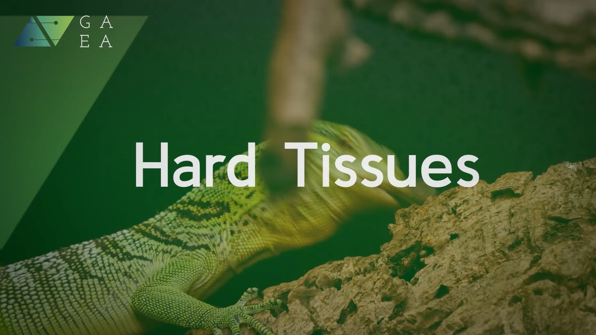 2-4-1 Hard Tissues