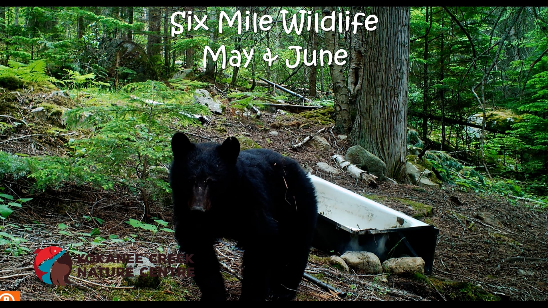 Six Mile Wildlife May and June