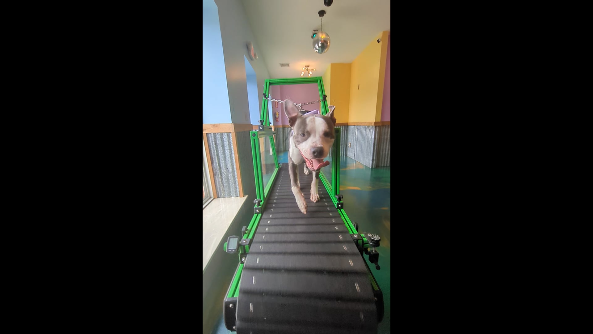 Strong Paws Academy