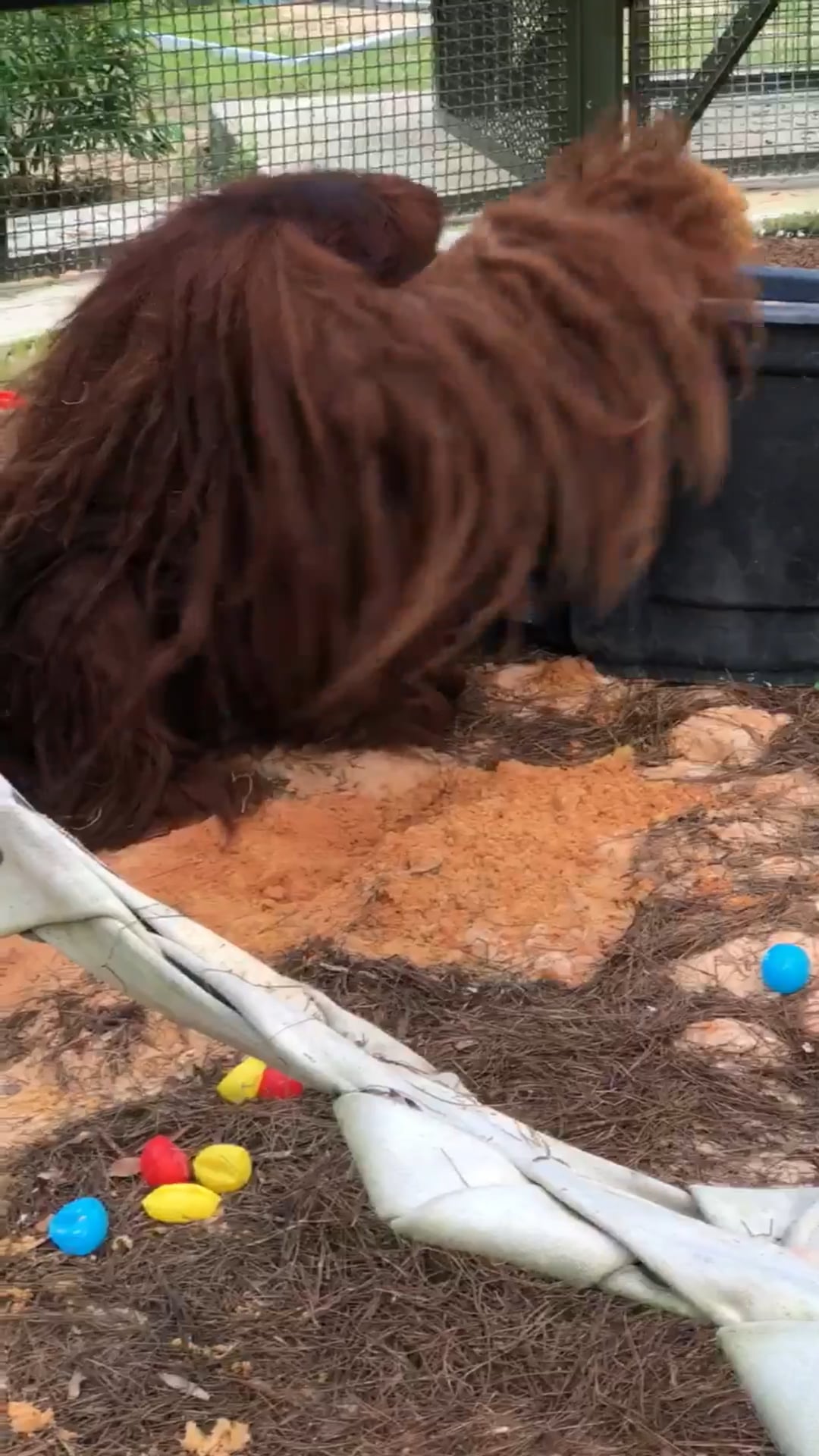 Adopt-a-Palooza Teaser 2025-1