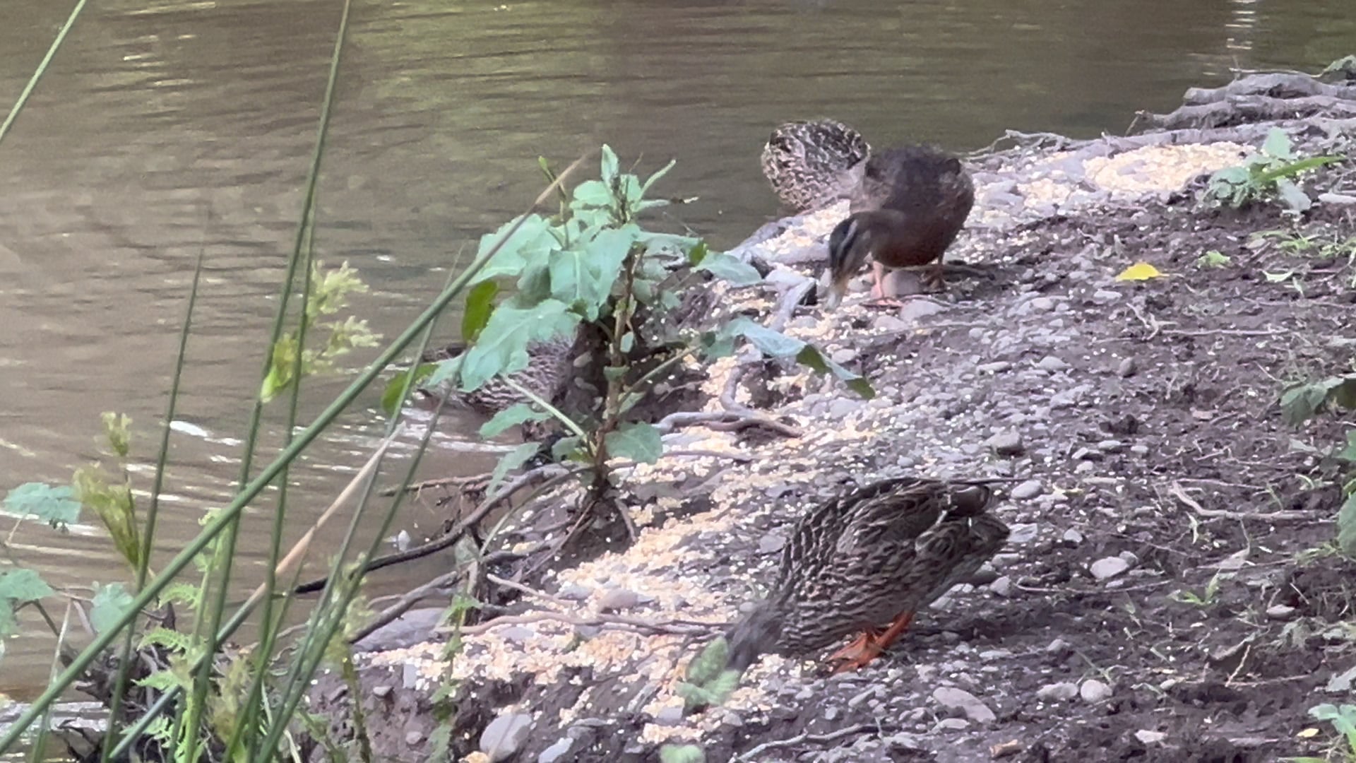 Duckies 6.23