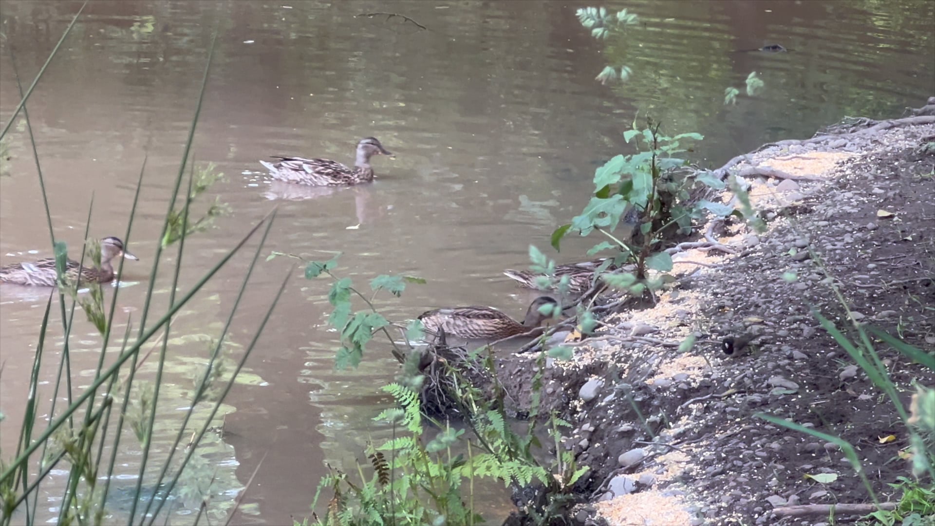 Duckies 6.26