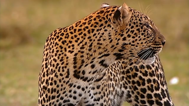 PBS Nature: Revealing The Leopard -…: English ESL video lessons