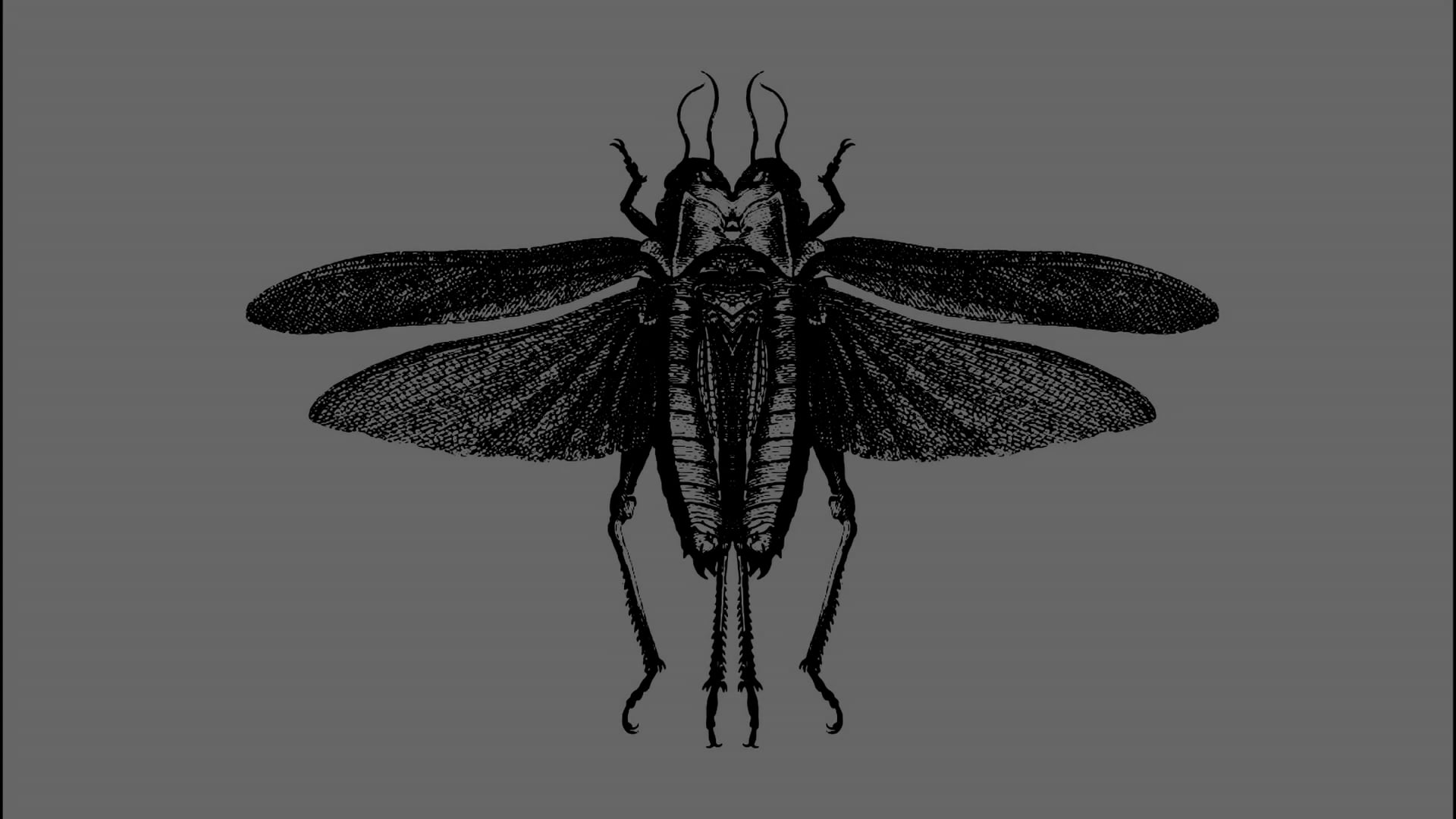 Locust City / Project X7