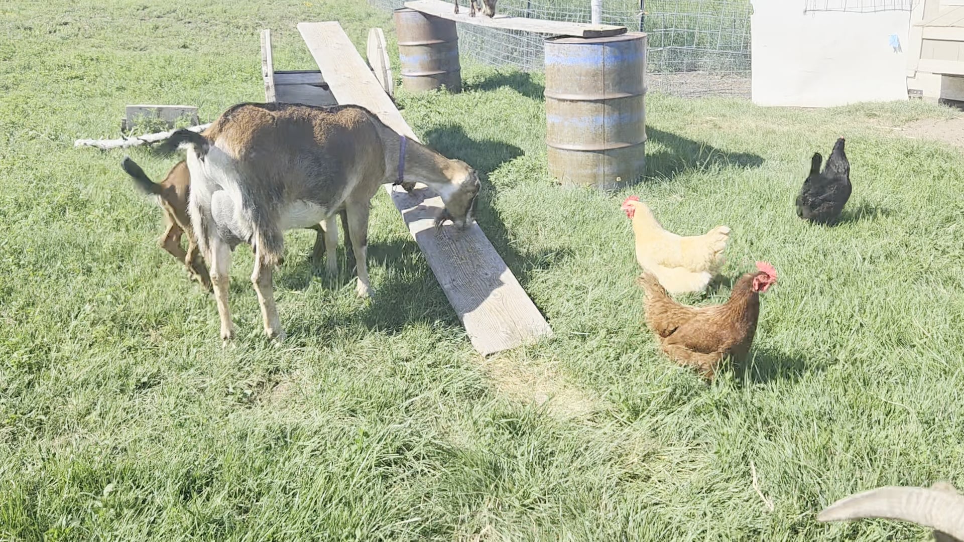 Rex's Ranch