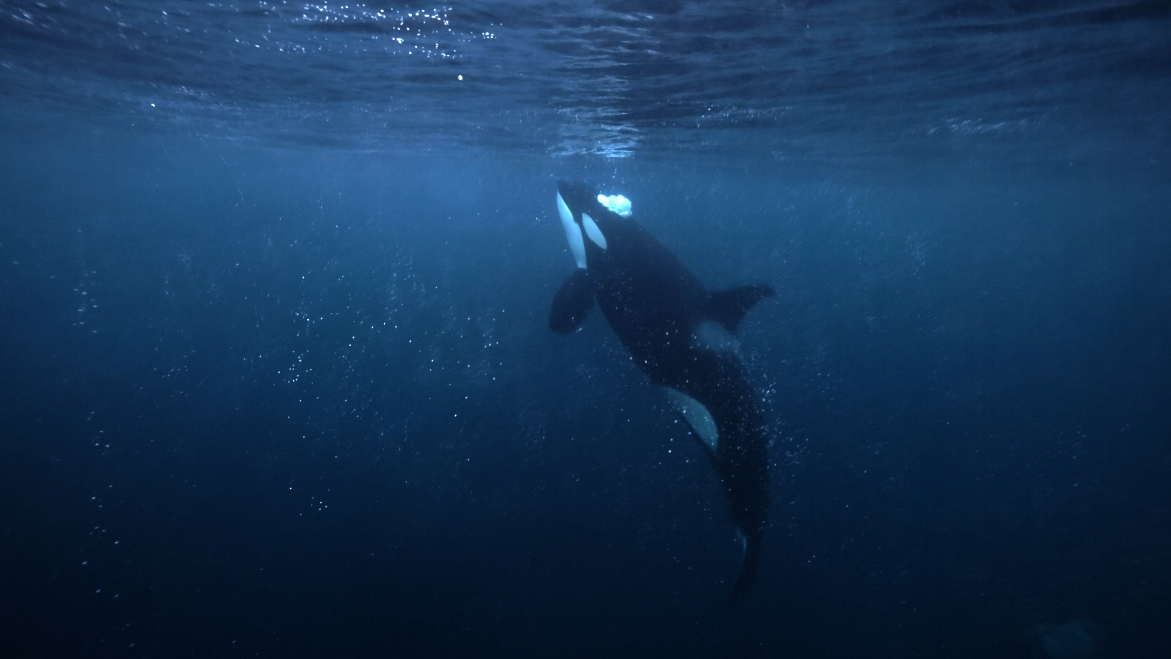 Diving with Orcas