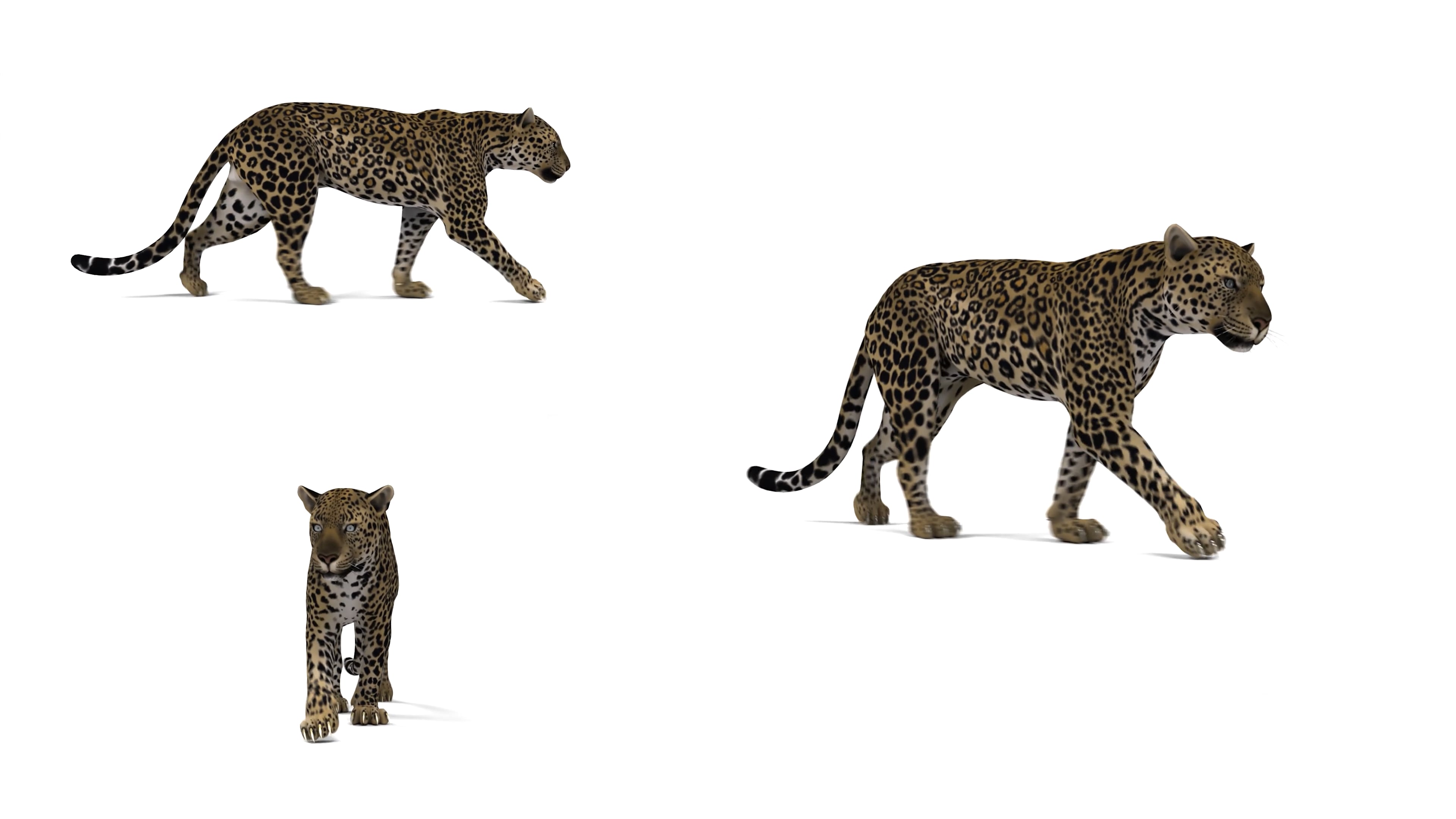 Quad Walk Cycle - Leopard Rig