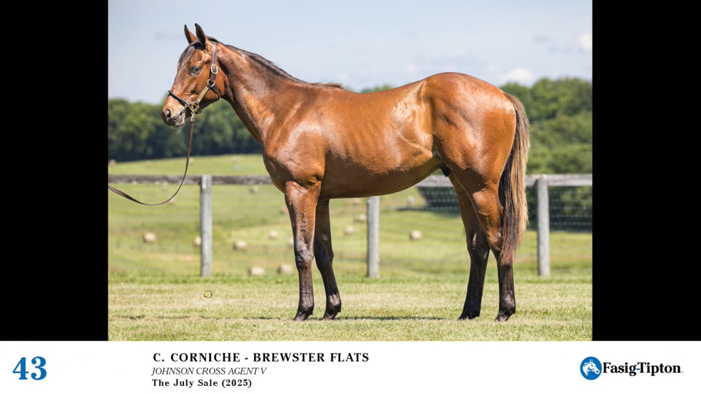 Hip 43 FT July Corniche - Brewster Flats '24