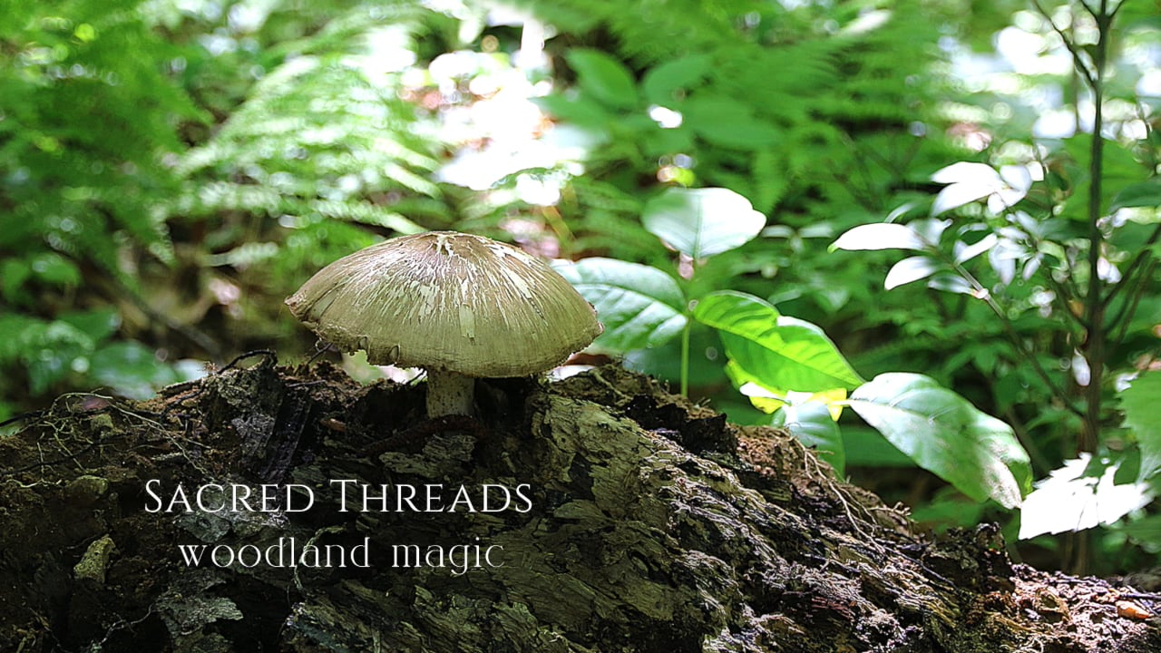Sacred Threads Book Promo Woodland Magic July 3 2025