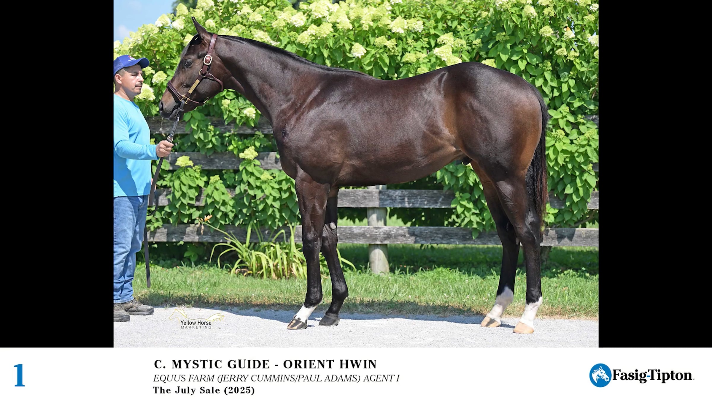 2025 Fasig-Tipton July Sale: Hip #1 Mystic Guide x Orient Hwin '24 colt