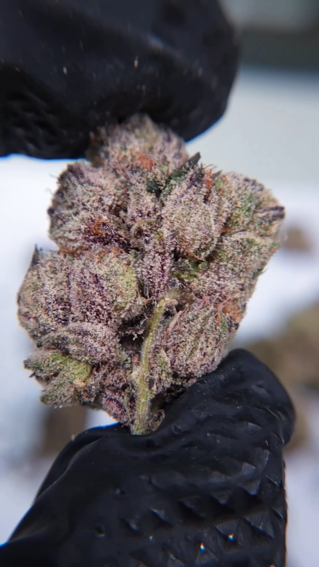 Exotic THCa Flower- Trump Runtz AAA- Donald Trump Weed