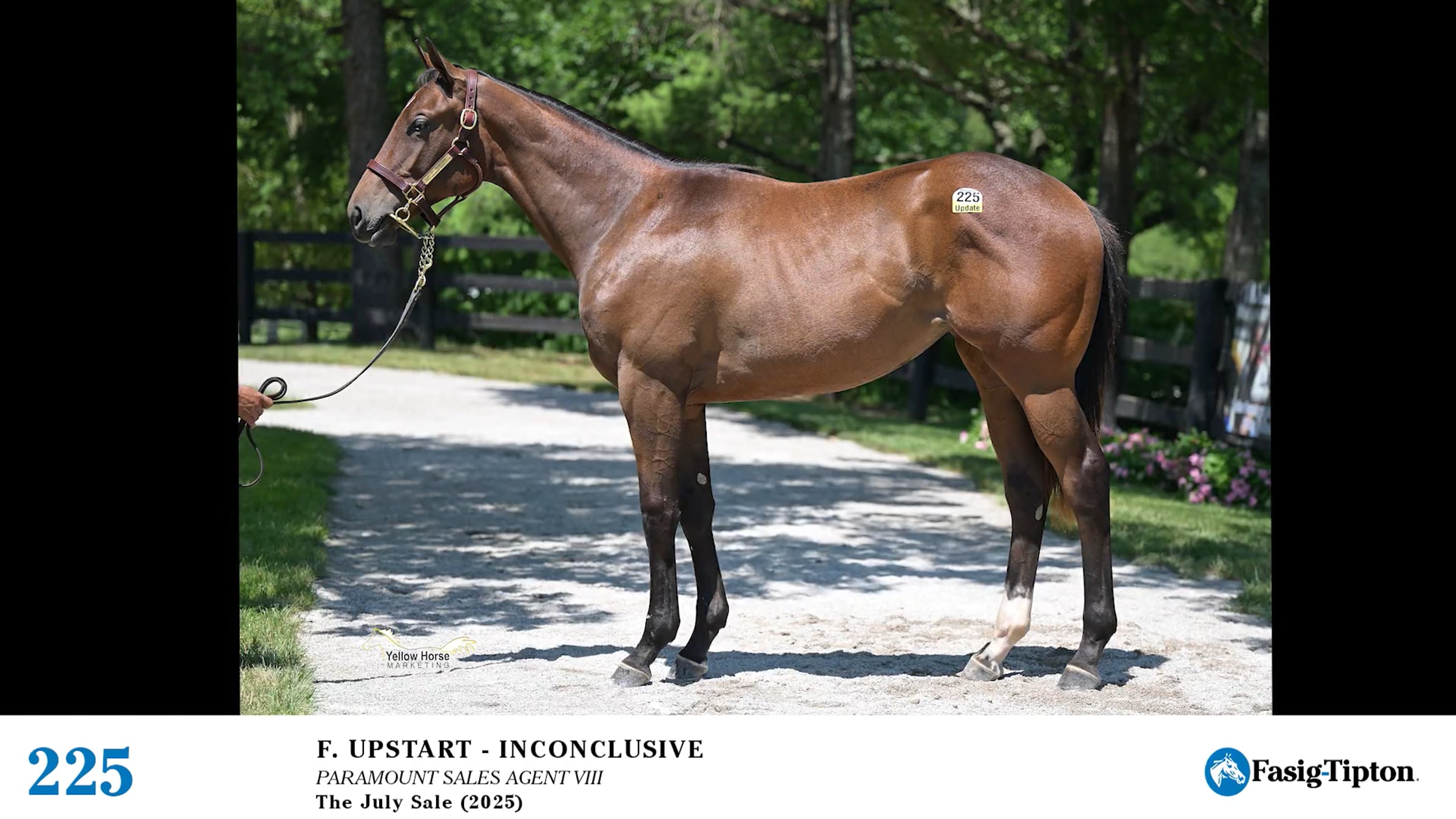 2025 Fasig-Tipton July Sale: Hip #225 Upstart x Inconclusive '24 filly