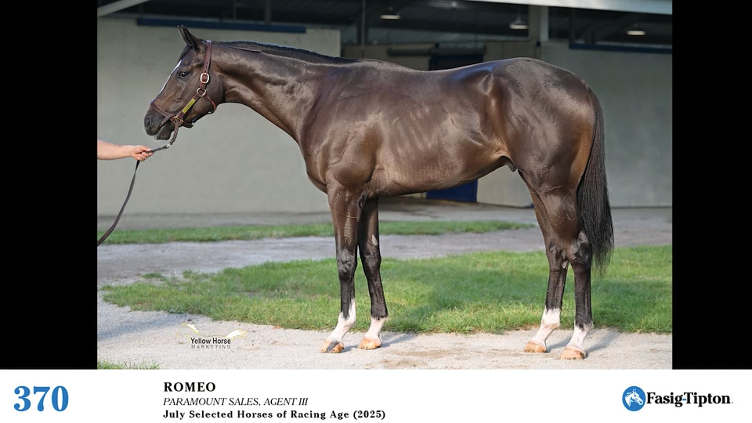 2025 Fasig-Tipton July Selected Horses of Racing Age Sale: Hip #370 Romeo