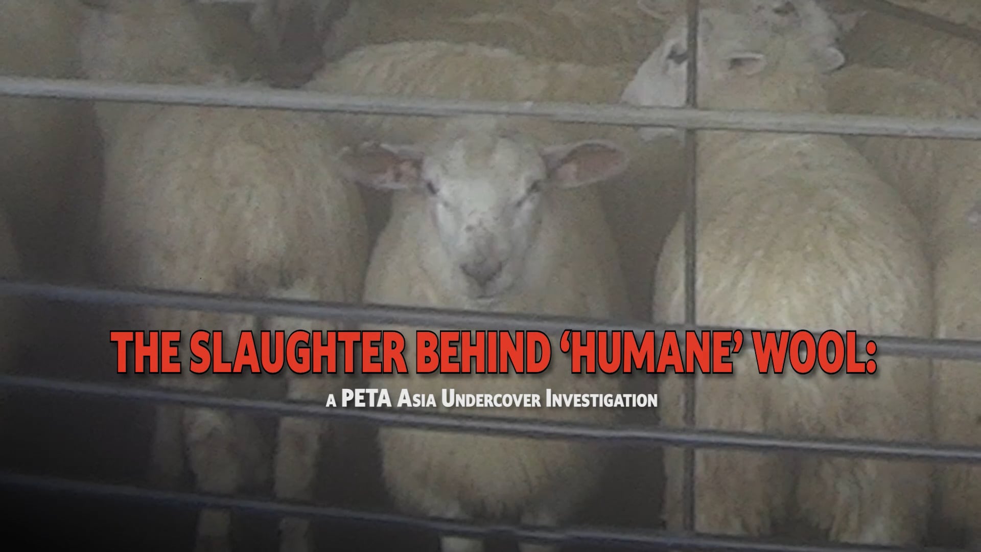 PETA Asia Investigation: The Slaughter Behind New Zealand's 'Humane' Wool