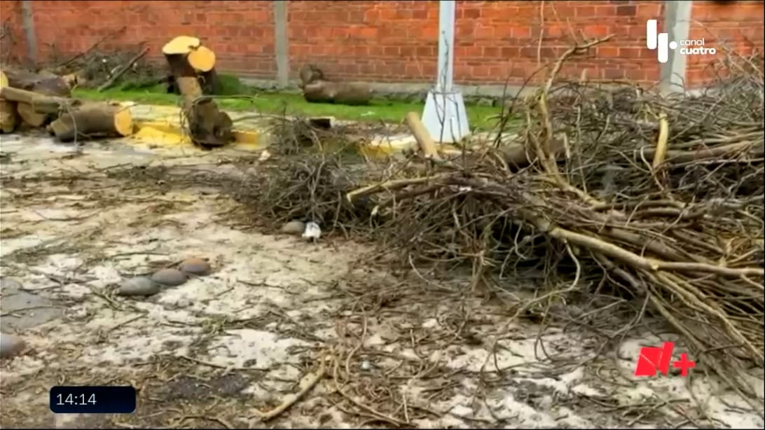 Las Noticias con Hugo Meza nota arbol 10-07