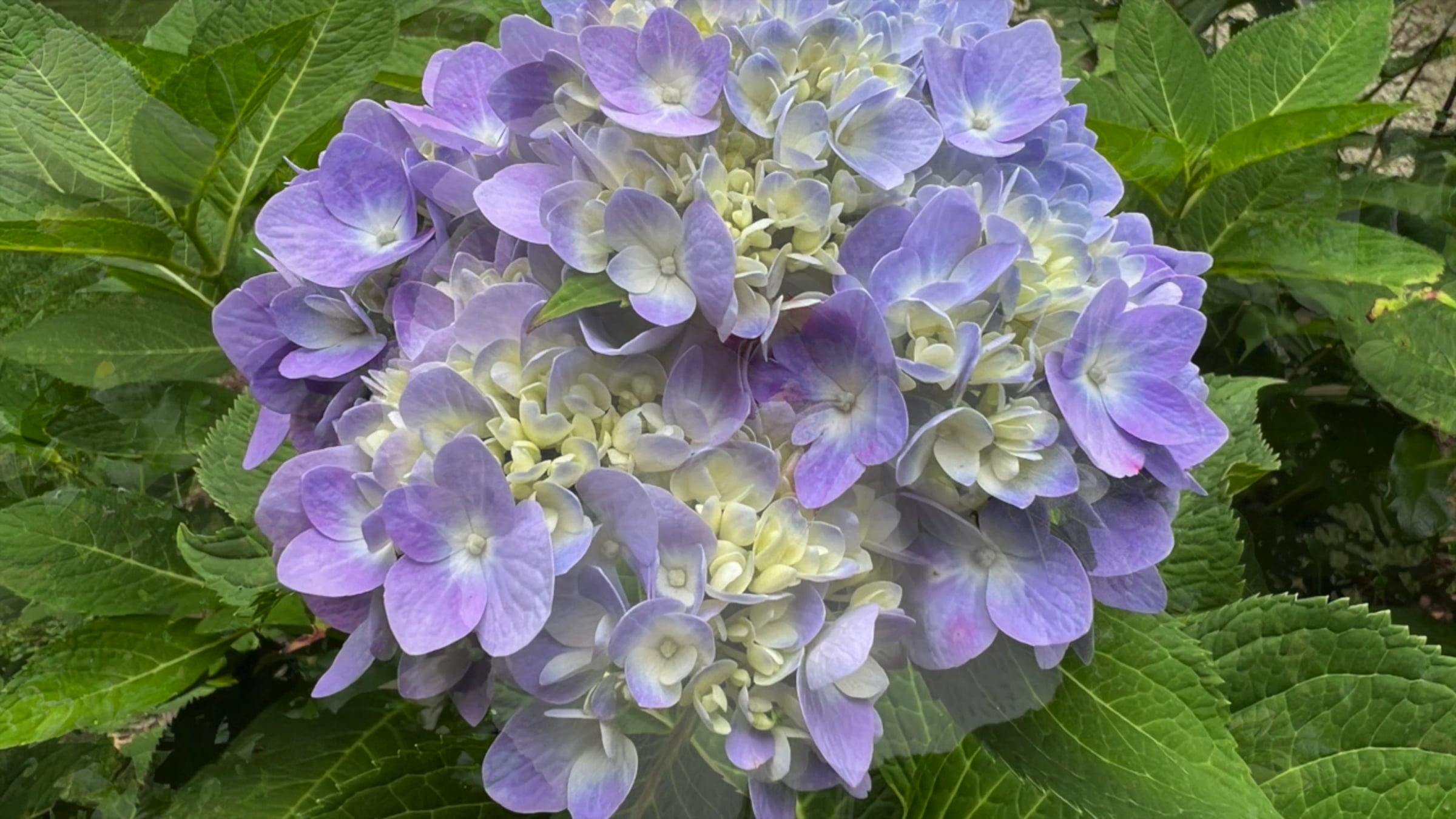 The Fifth Sunday after Pentecost