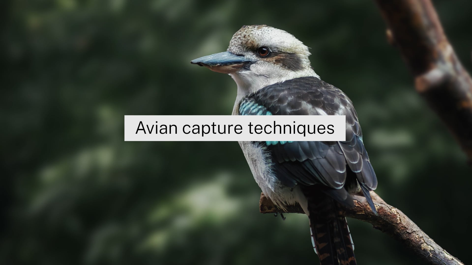 Avian capture techniques