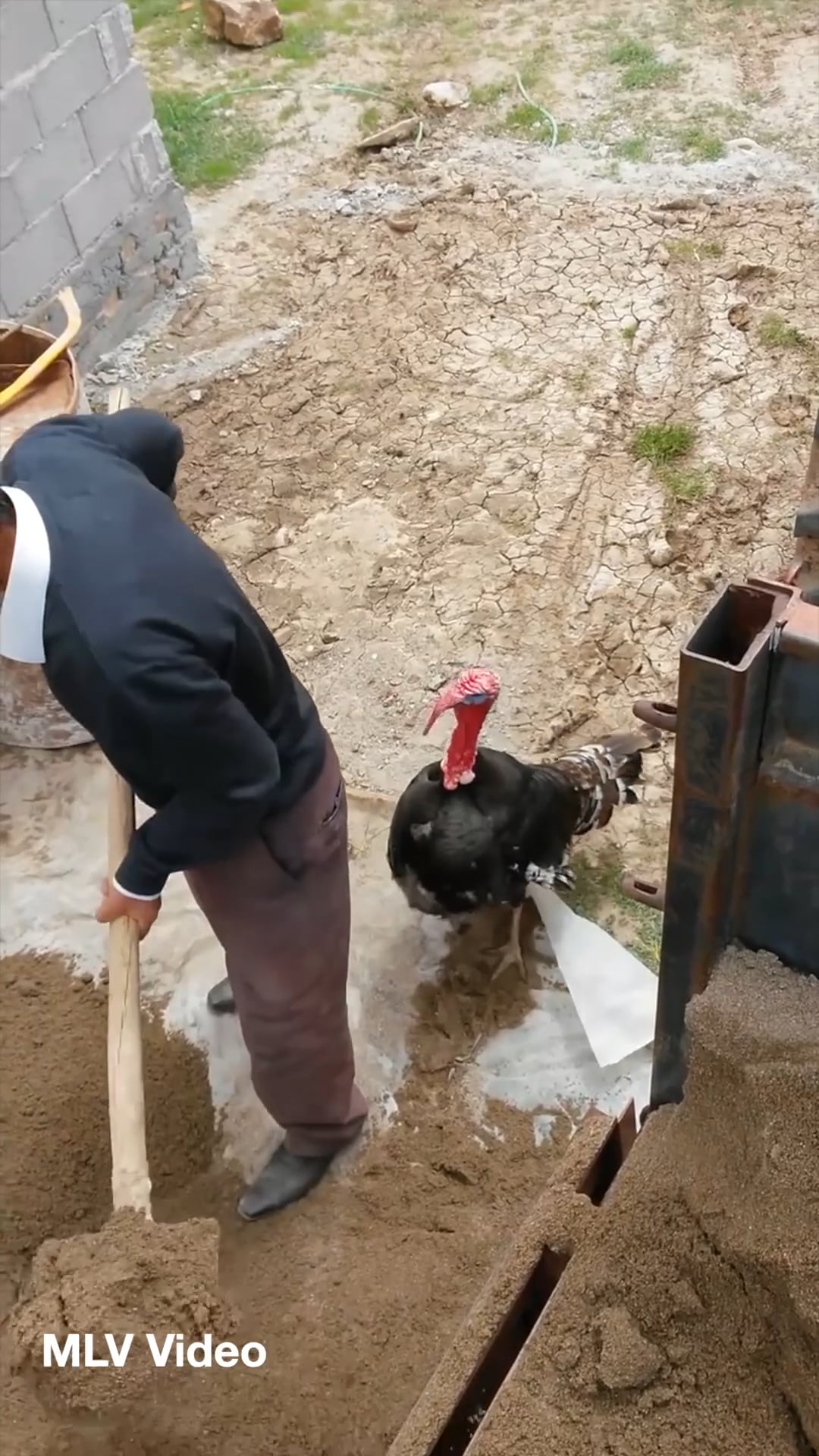 KUS 0022 Near-Barn Turkey’s Attack MLV