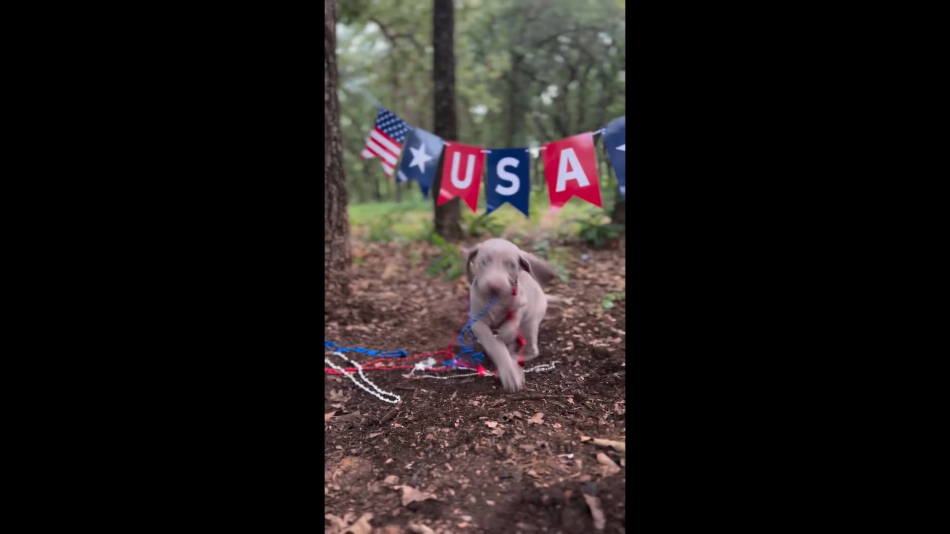 Trusted Oak Kennels