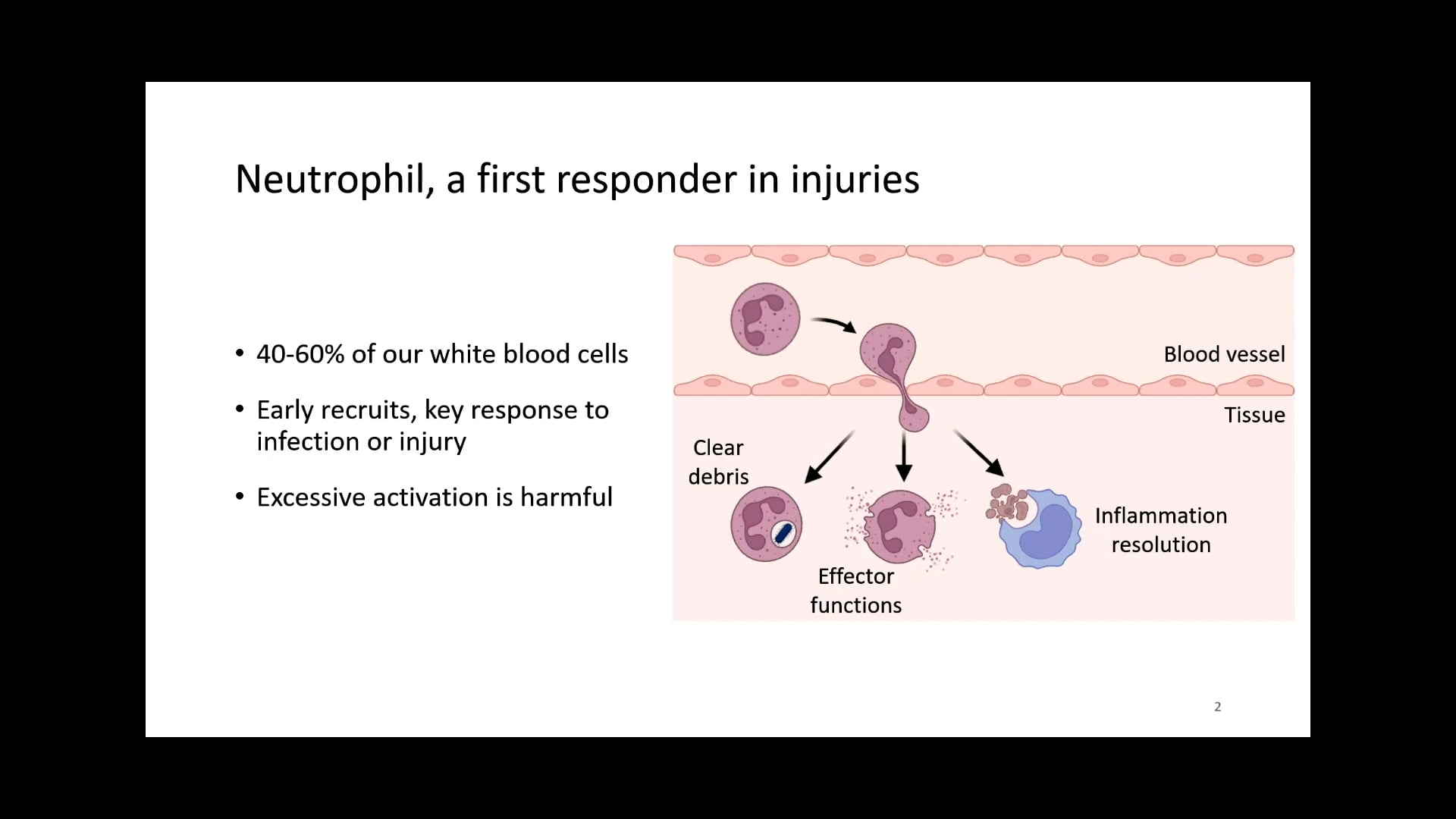 The molecular basis of neutrophil reverse migration