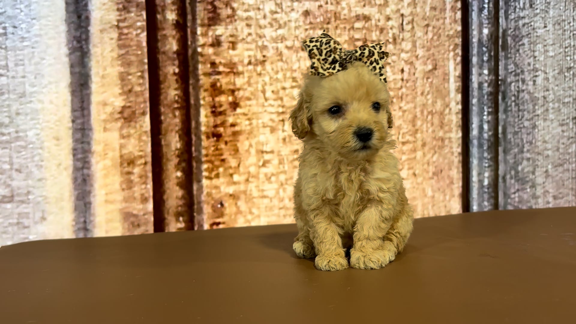 Chi-Poo Female, chip 900263003493619