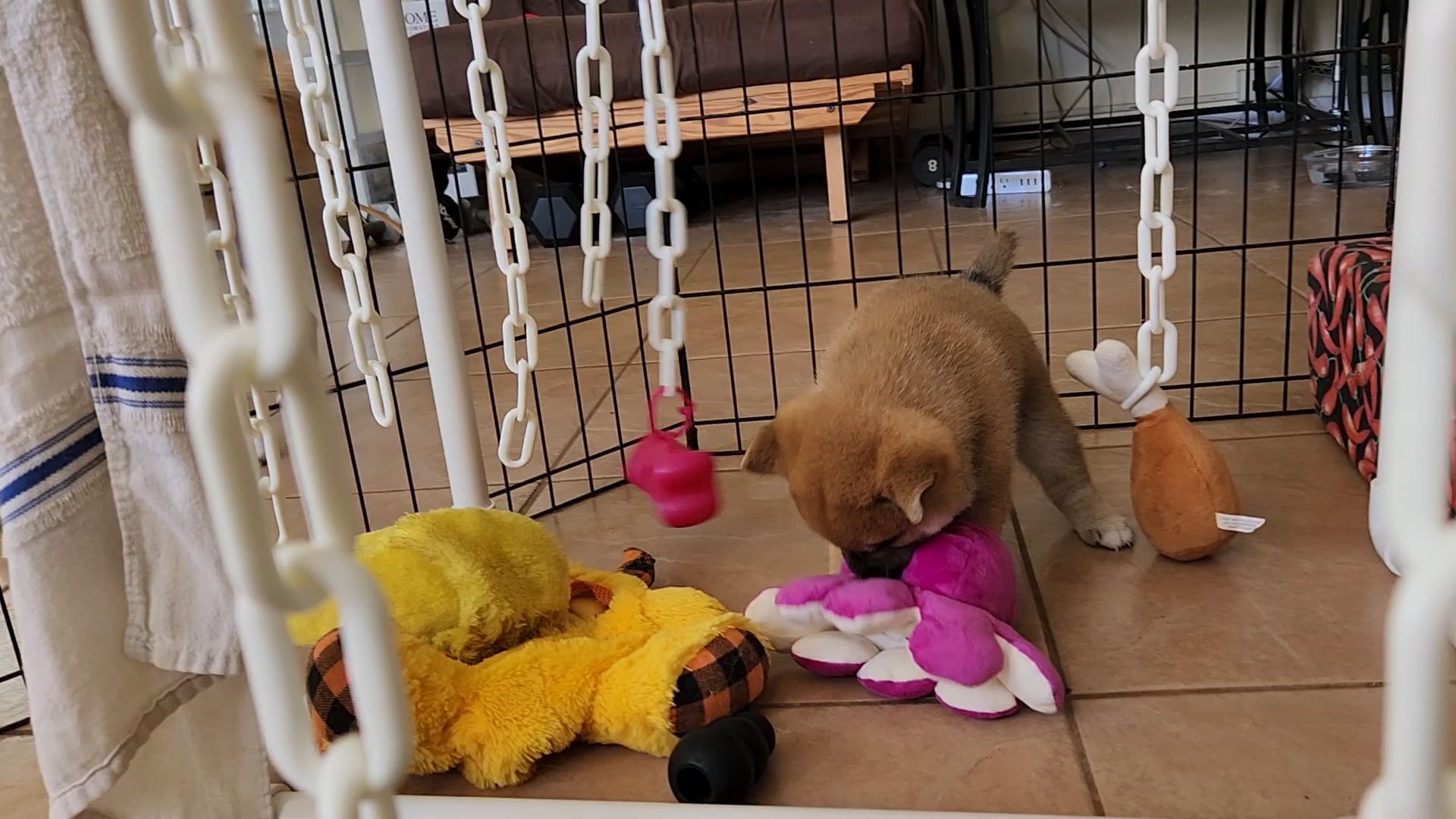 Bazooka Play Pen!