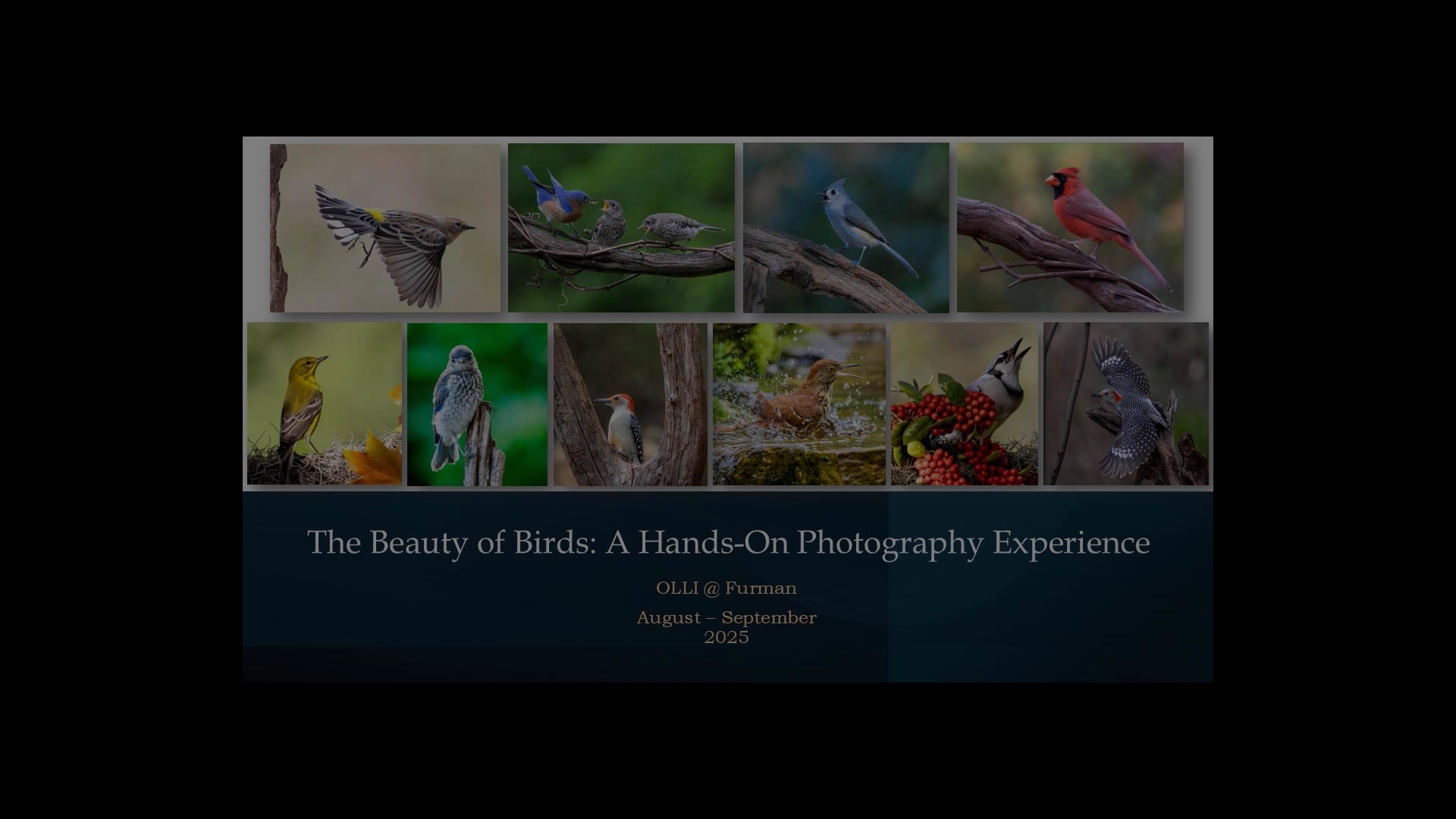 Intro to Bird Photography-OLLI