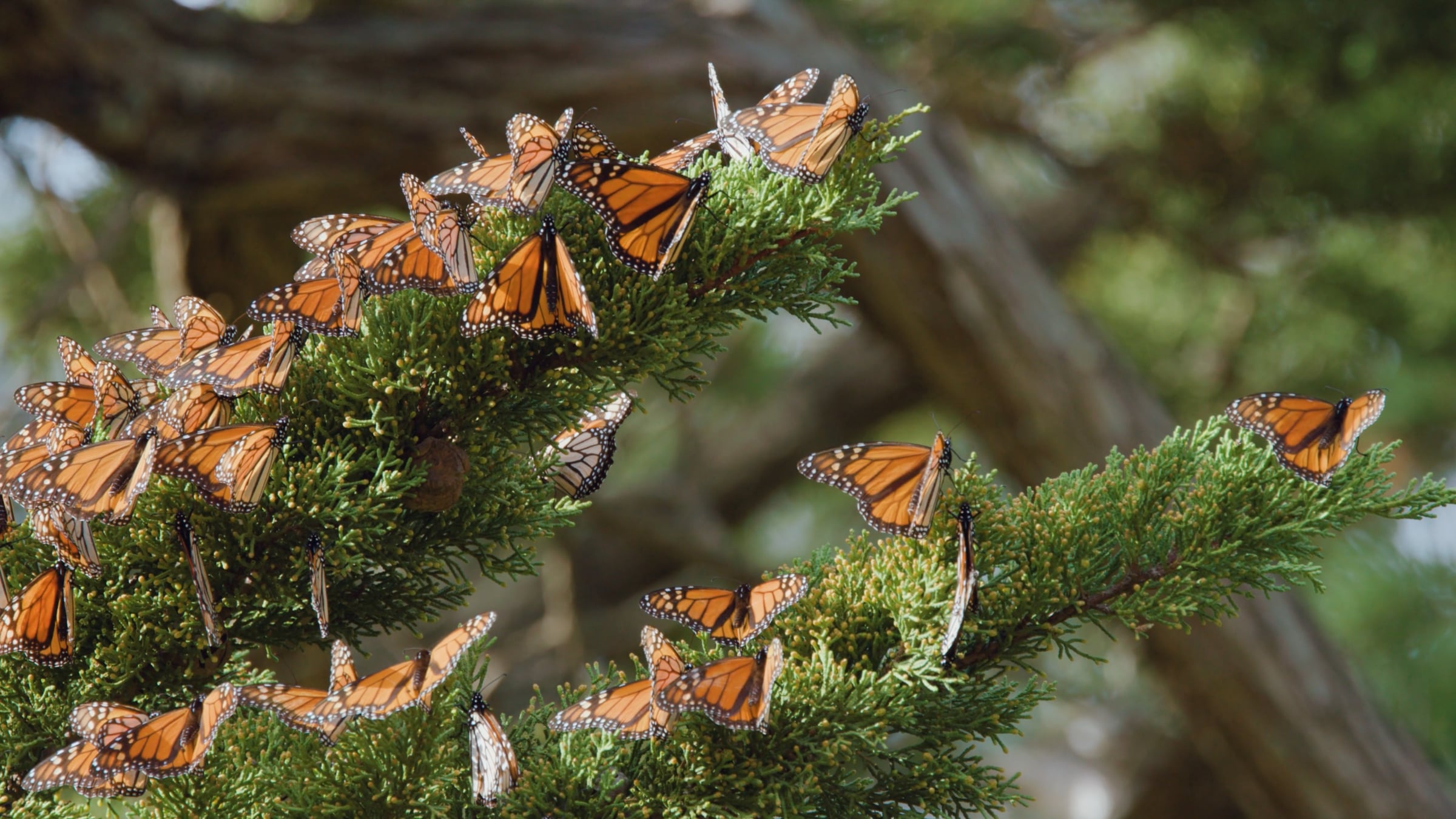Western Monarch Butterflies: Protecting Our Pollinators | Teaser ...
