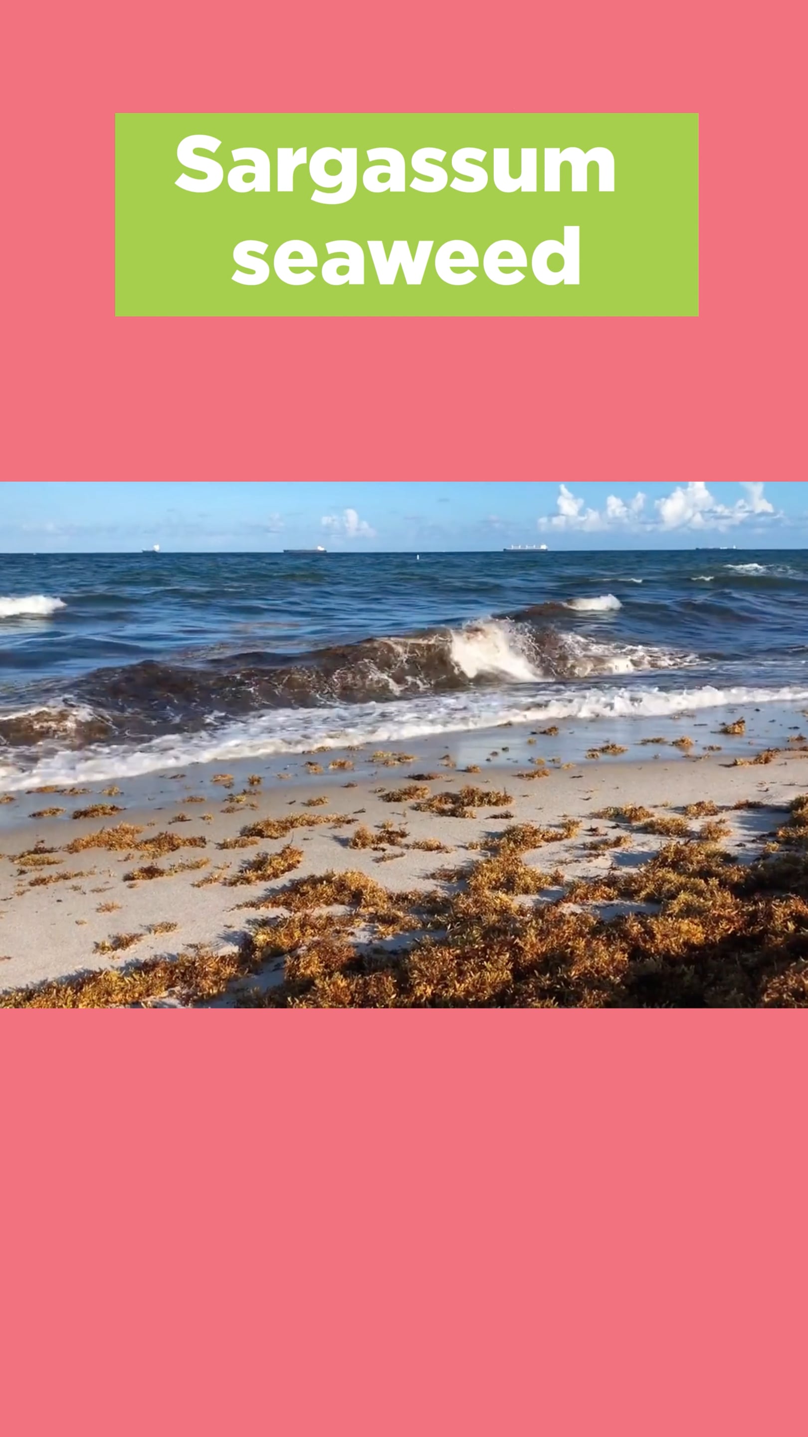 LBTS - Sargassum JULY 2025