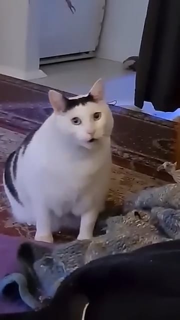 Huh Cat Meme - Original Video with Huh Sound | Videos & Movies on Vimeo
