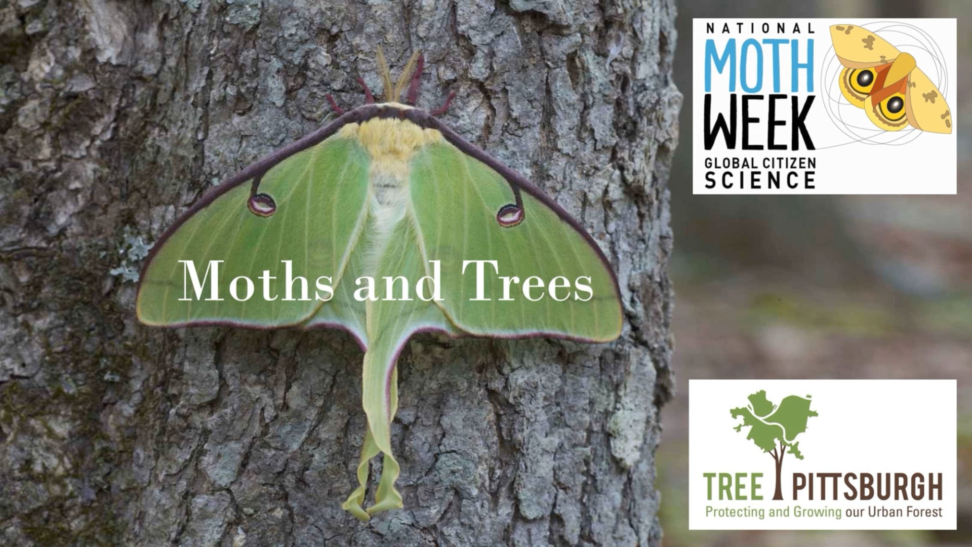 Moths and Trees Webinar with Tree Pittsburgh